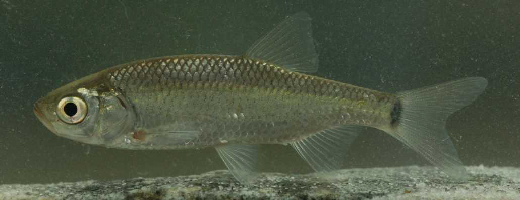 Scardinius dergle - adriaticnature